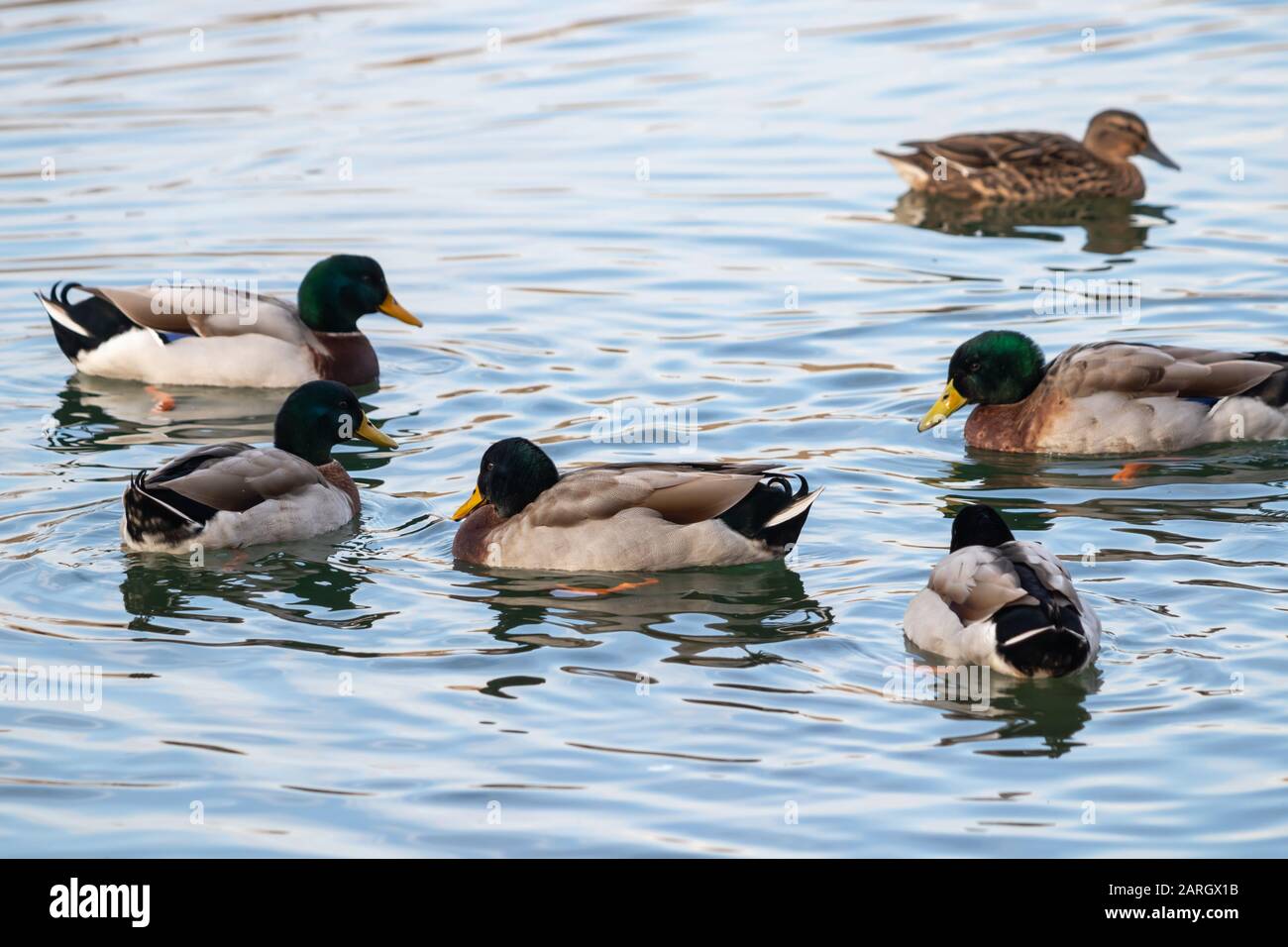 Over Ducks High Resolution Stock Photography and Images - Alamy