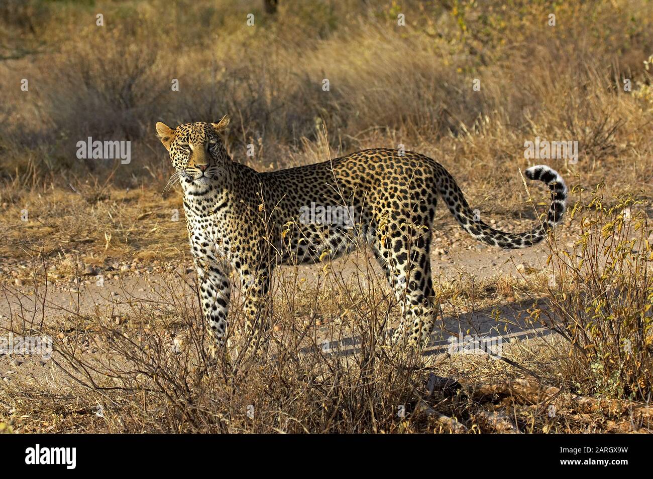 Leopard, panthera pardus, Adult in Savannah, Masai Mara Park in Kenya ...