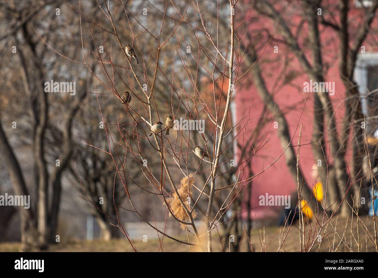 View over sparrow on a bush Stock Photo - Alamy