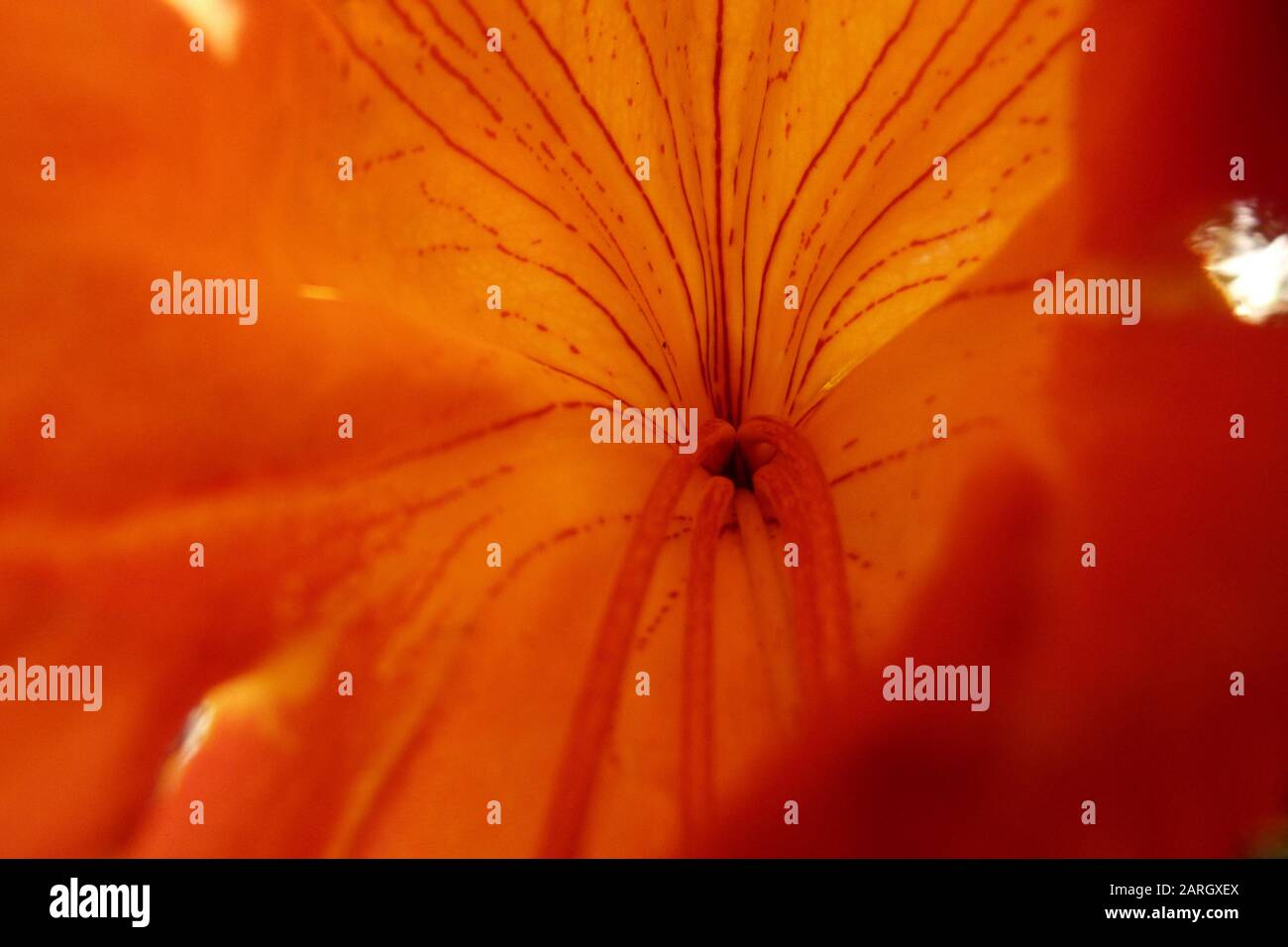 Inside a sunflower head hi-res stock photography and images - Alamy