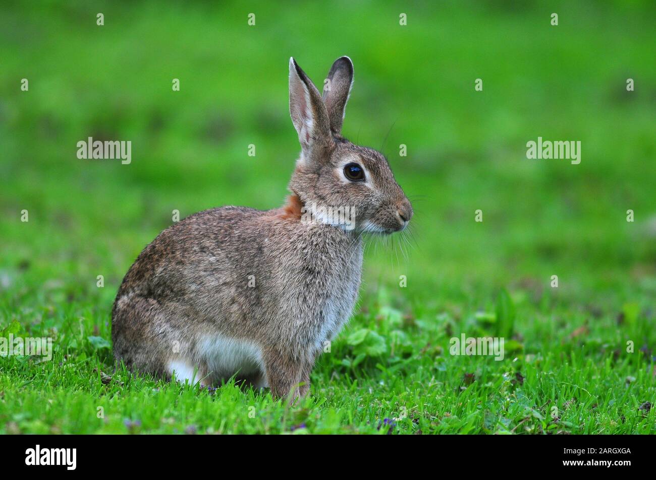 RABBIT Oryctolagus cuniculus Stock Photo - Alamy