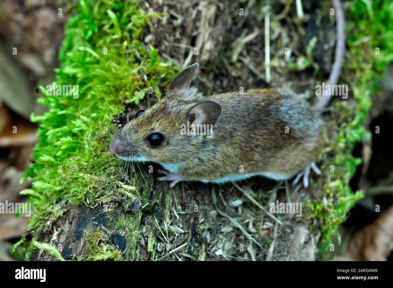 wood mouse apodemus sylvaticus Stock Photo - Alamy