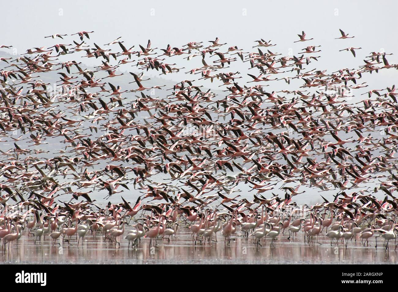 Lesser Flamingo, phoenicopterus minor, Adults in Flight, Colony at ...