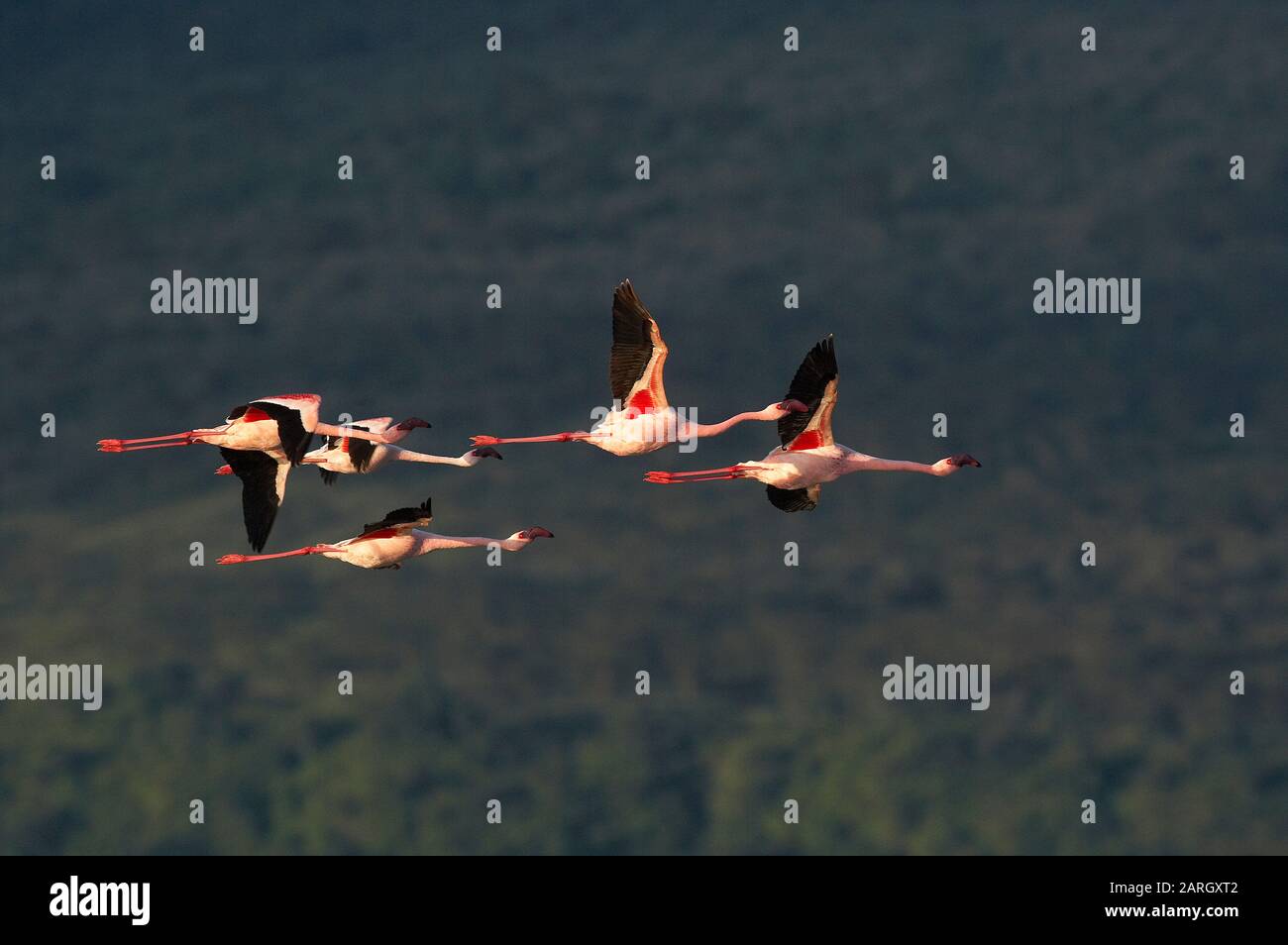 Lesser Flamingo, phoenicopterus minor, Adults in Flight, Nakuru Lake in ...
