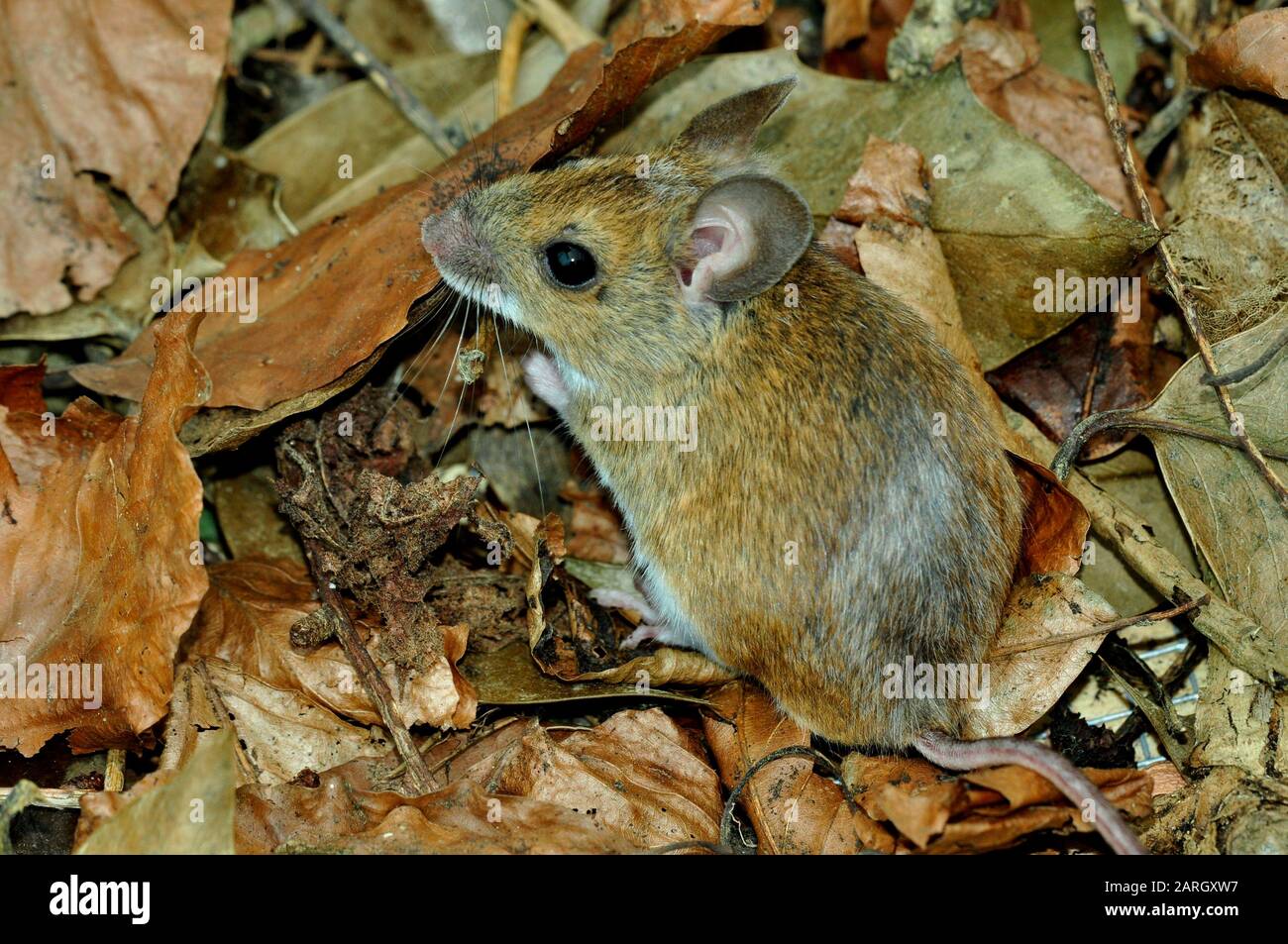 wood mouse apodemus sylvaticus Stock Photo - Alamy