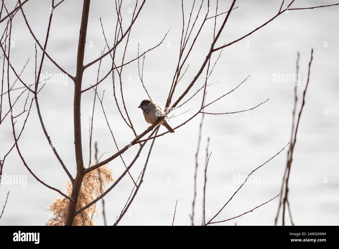 View over sparrow on a bush Stock Photo - Alamy