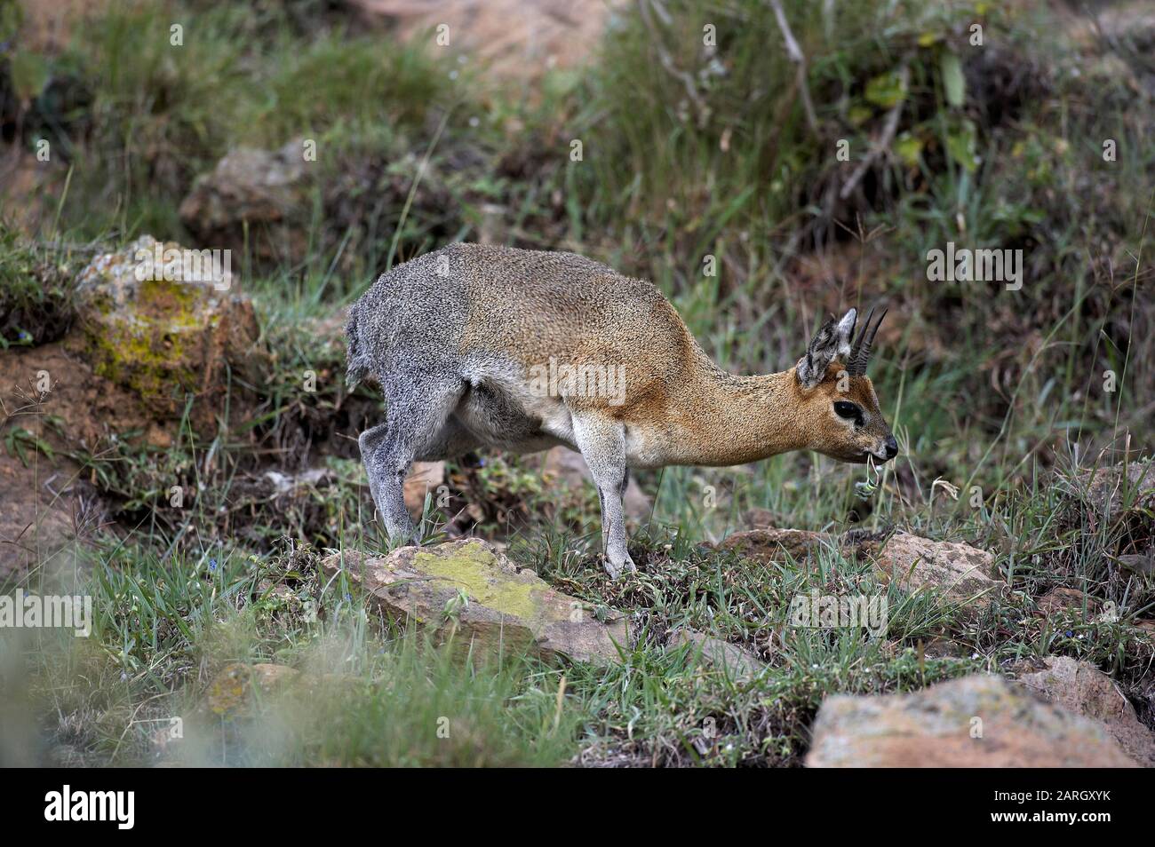 Klipspringer kenya hi-res stock photography and images - Alamy