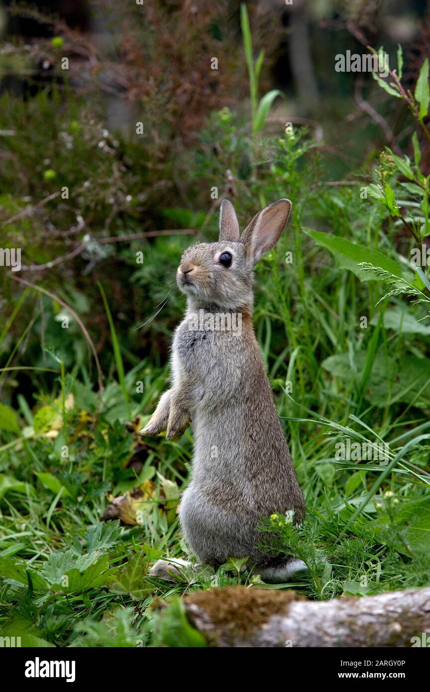 Rabbit standing on hind legs hi-res stock photography and images - Alamy