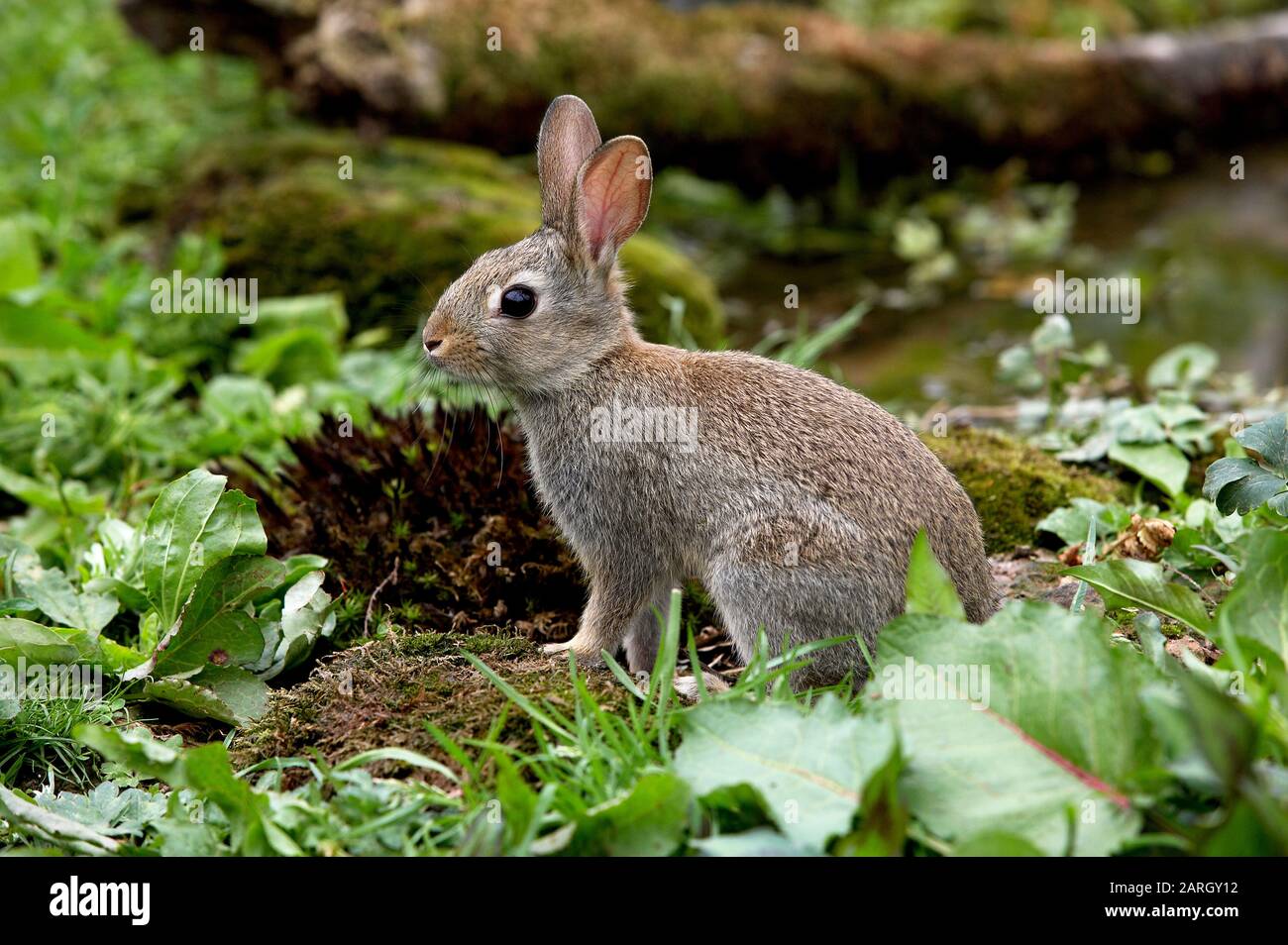 European Rabbit, oryctolagus cuniculus, Young, Normandy Stock Photo - Alamy