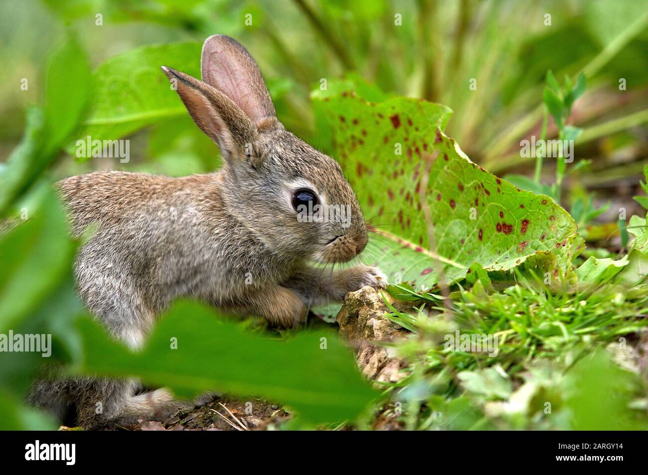 European Rabbit, oryctolagus cuniculus, Young, Normandy Stock Photo - Alamy