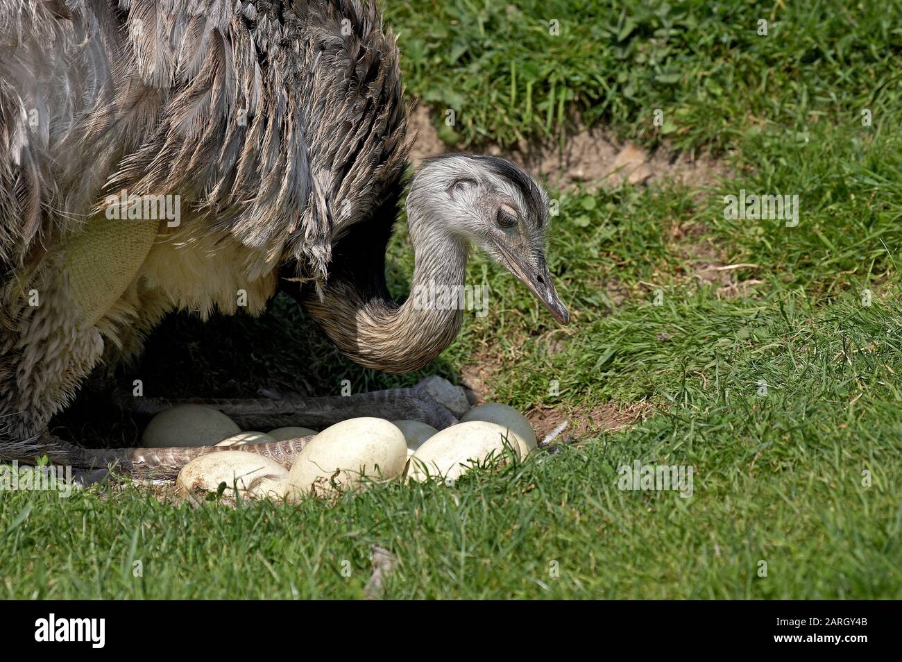 American Rhea, rhea americana, Female standing on Nest, with Eggs Stock Photo - Alamy