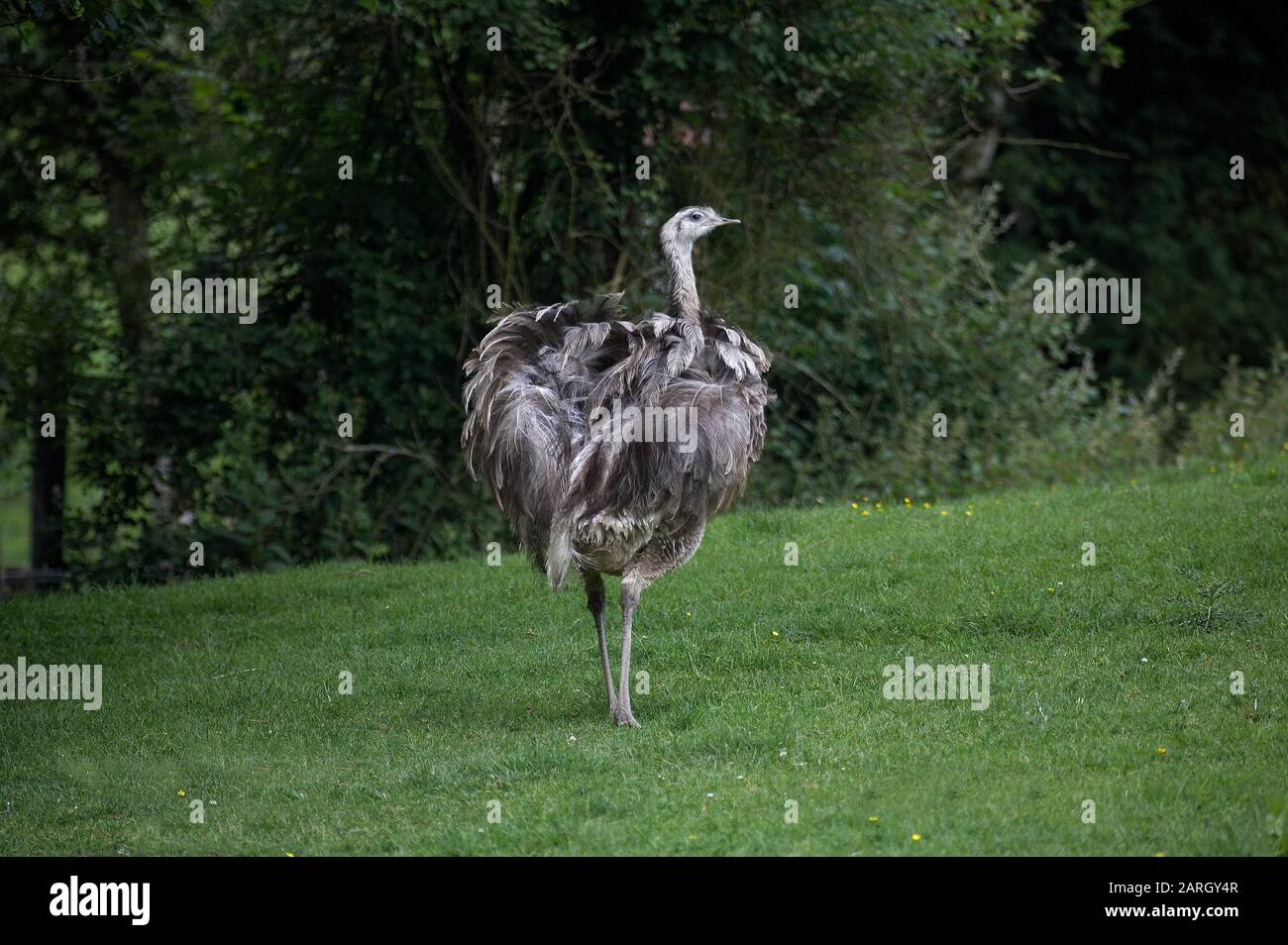 American rhea hi-res stock photography and images - Alamy