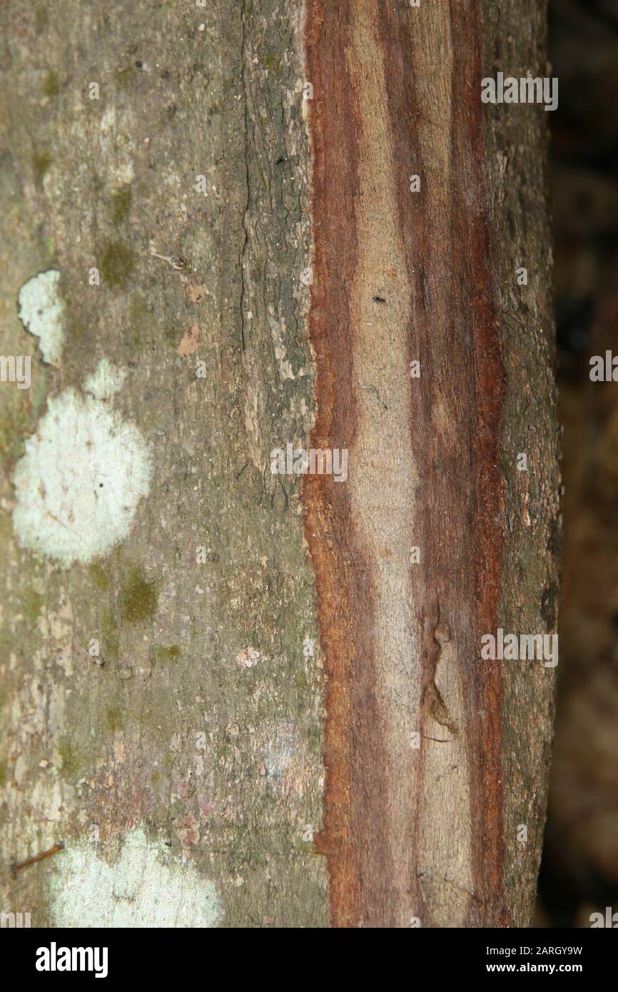 Cinnamon tree bark close up, La Digue Island, Seychelles Stock Photo ...
