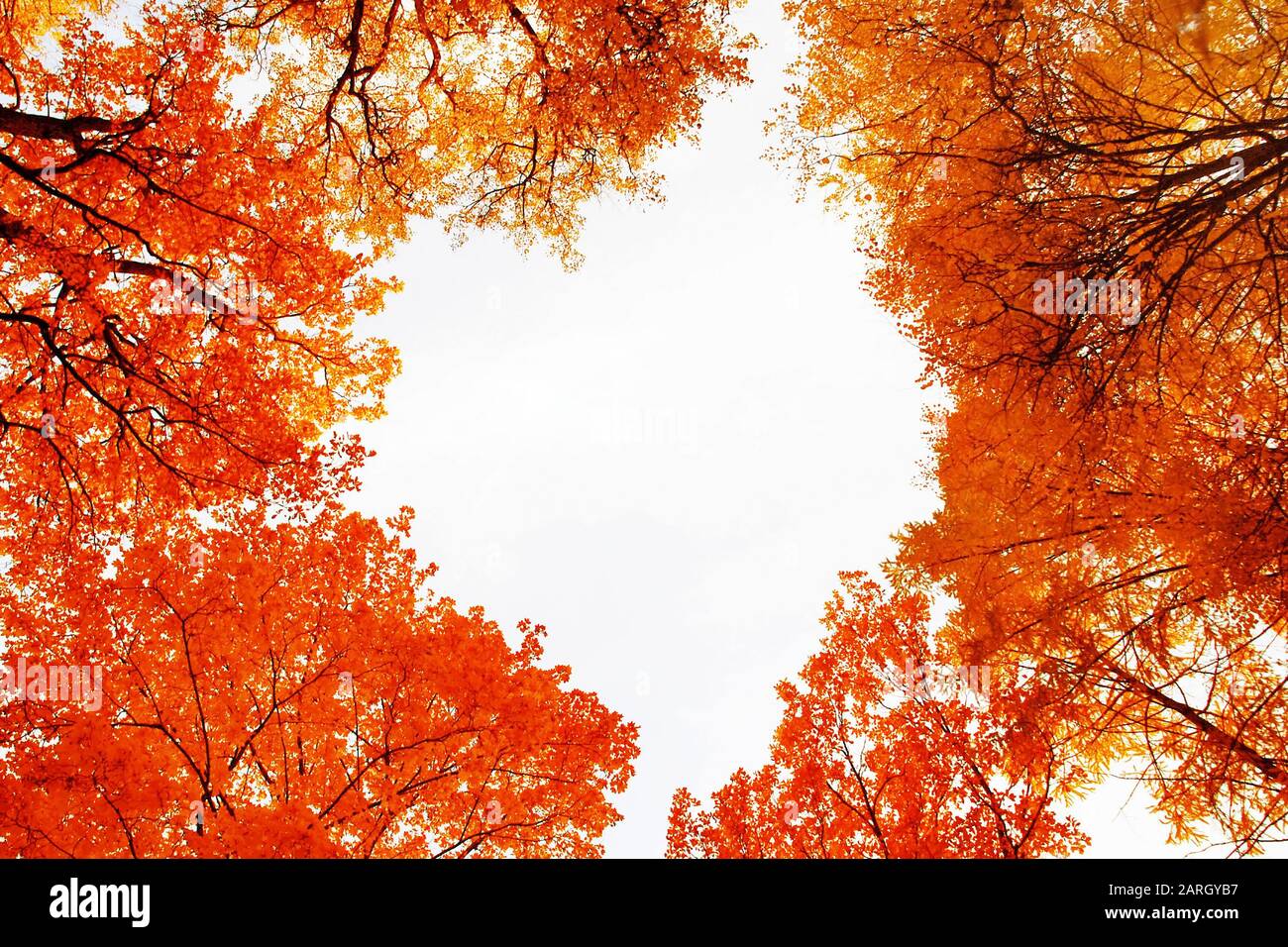 Yellow autumn leaves heart shape hi-res stock photography and images ...