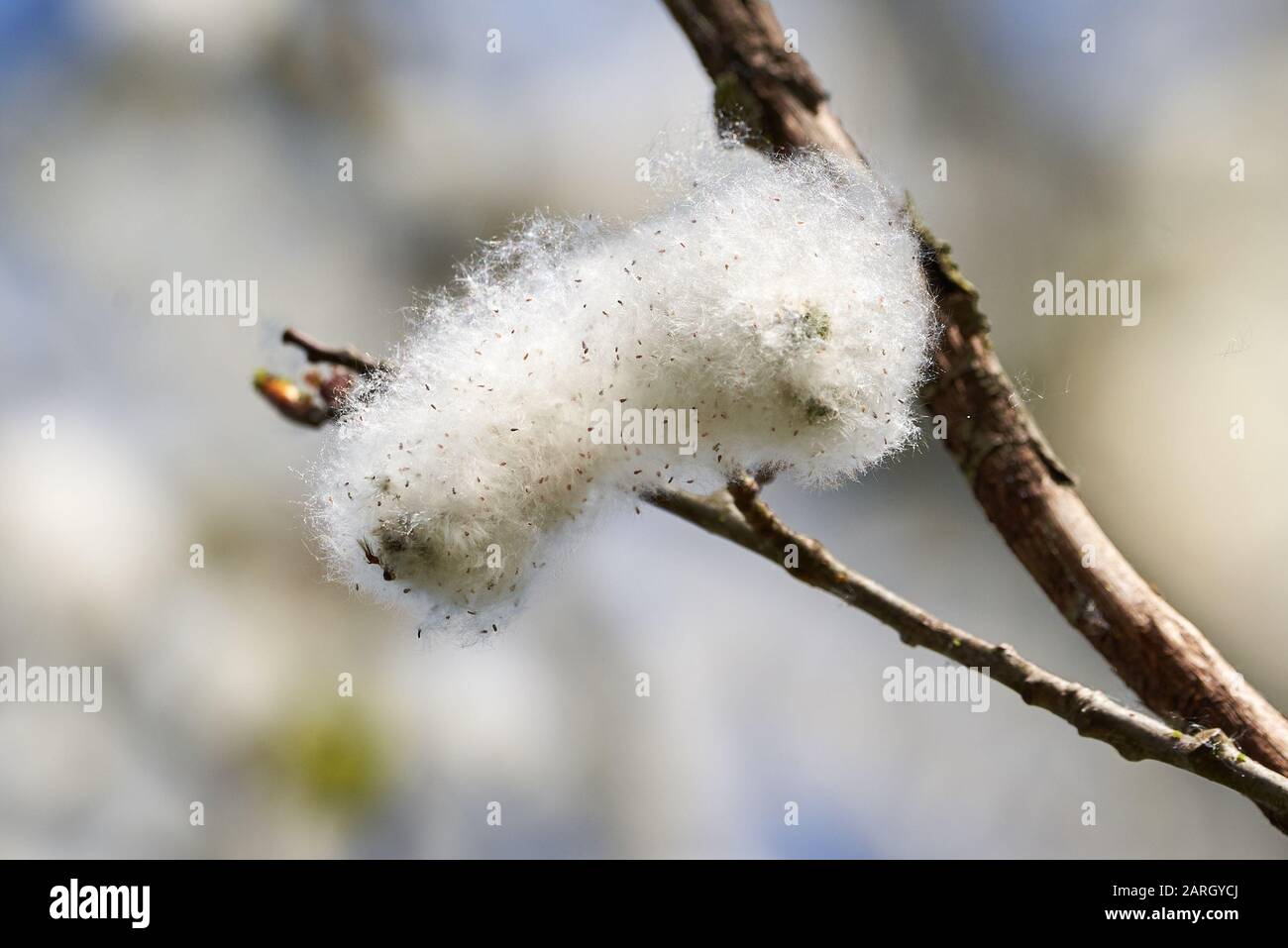 White poplar fluff, white cotton (Populus alba Stock Photo - Alamy
