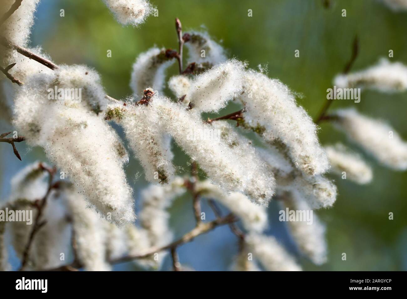 White poplar fluff, white cotton (Populus alba Stock Photo - Alamy