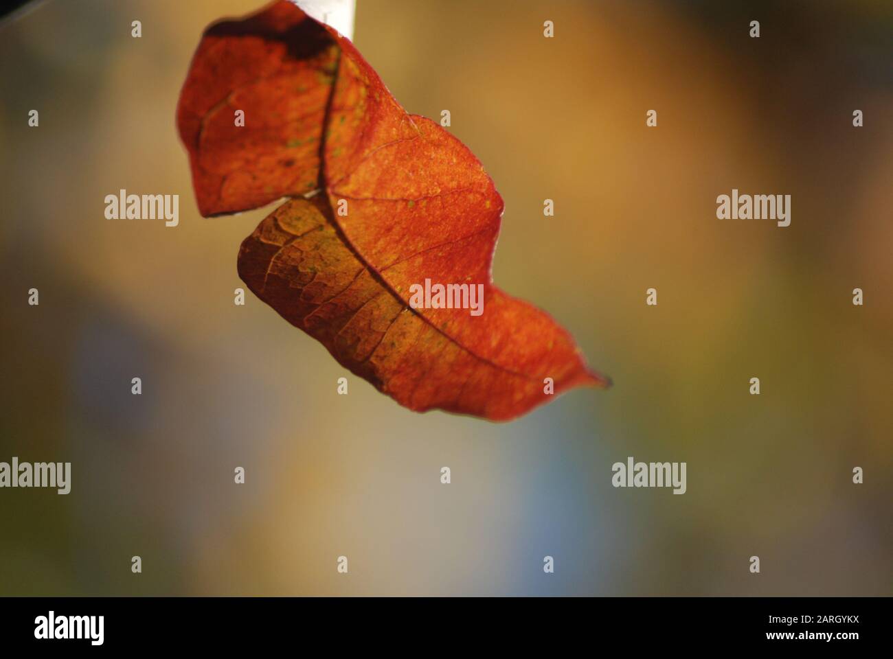 Bokeh fall leaf hi-res stock photography and images - Alamy