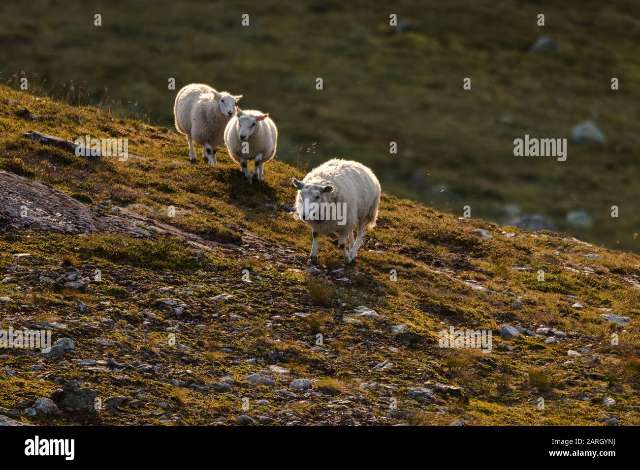Three sheep walking in a line Stock Photo - Alamy