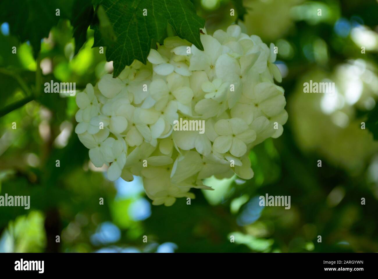 White hydrangea flower hi-res stock photography and images - Alamy