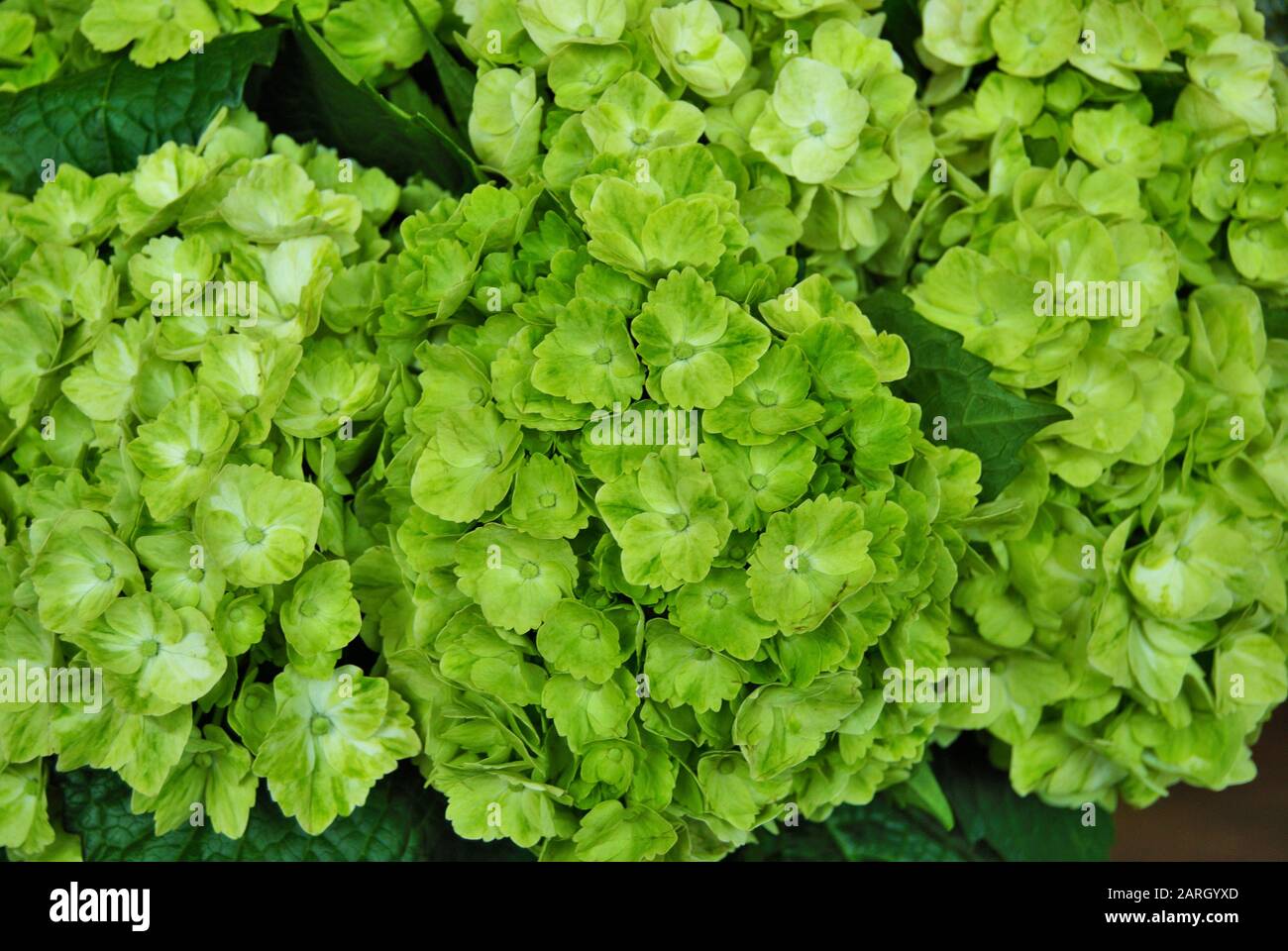 Green hydrangea flower hi-res stock photography and images - Alamy