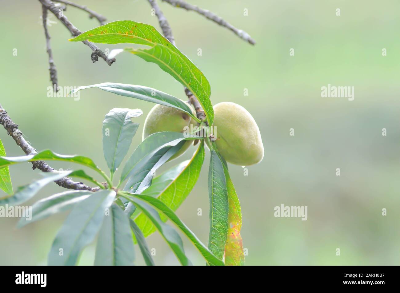 peach plant or Peach tree, Prunus persica or Prunus persica tree Stock ...