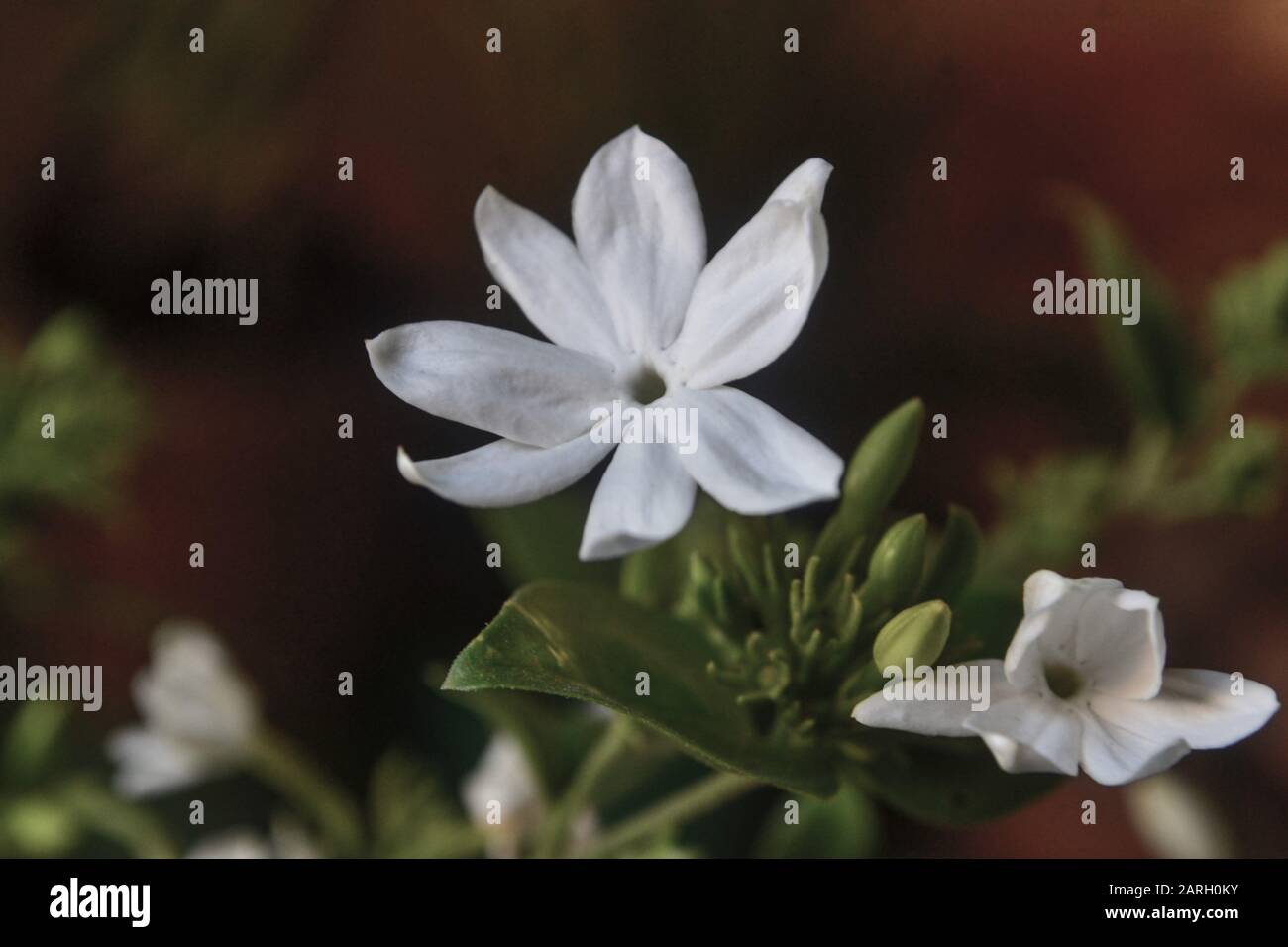 Potted jasmine plants hi-res stock photography and images - Alamy