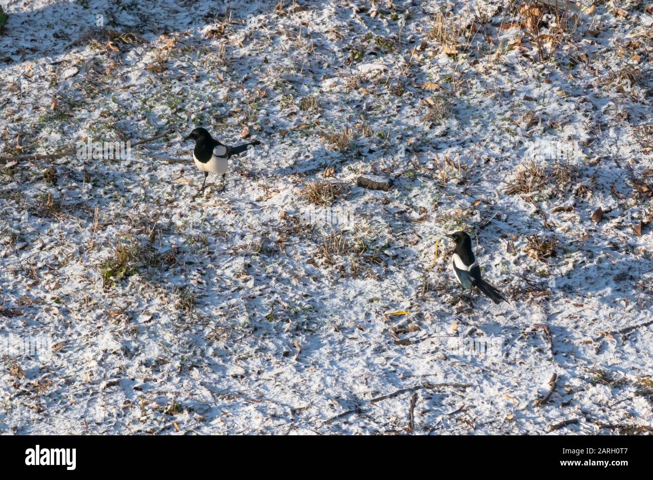View over The Eurasian magpie (Pica pica) on the snow Stock Photo - Alamy