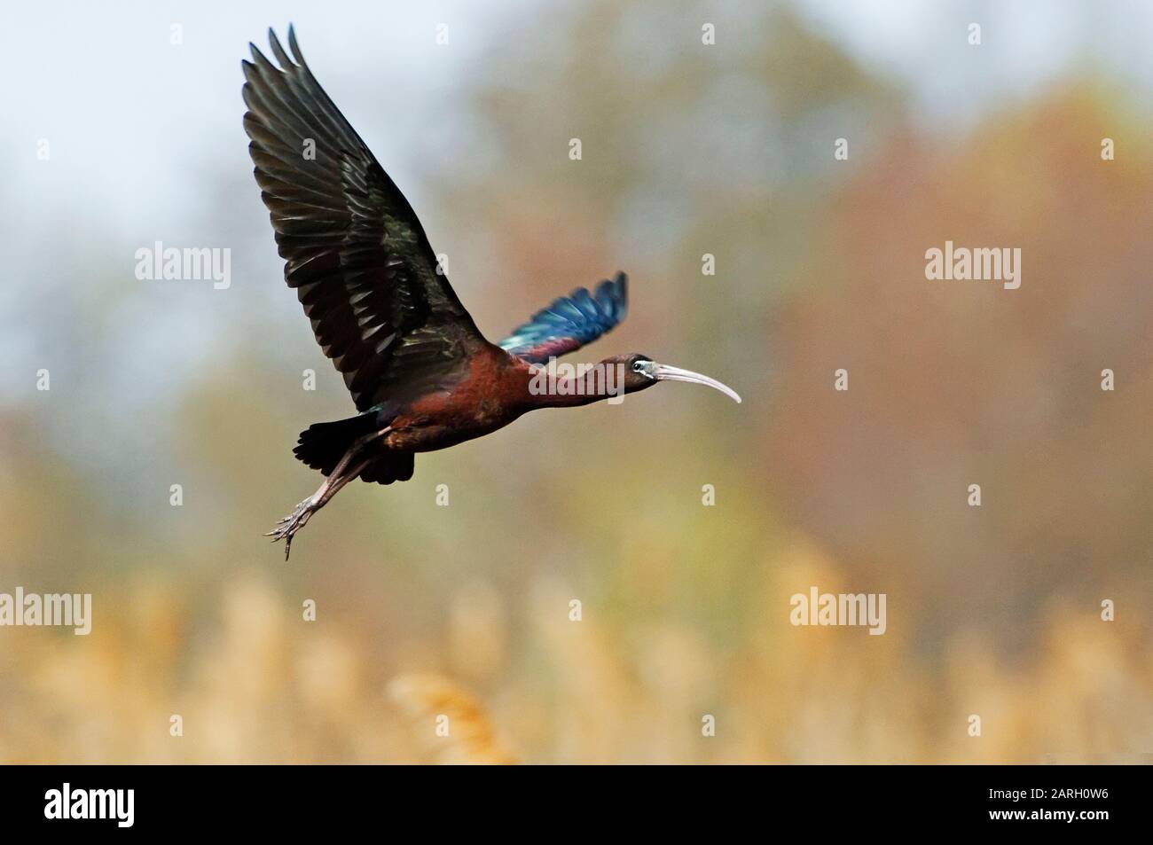 Glossy ibis in flight revealing iridescent wing color Stock Photo - Alamy