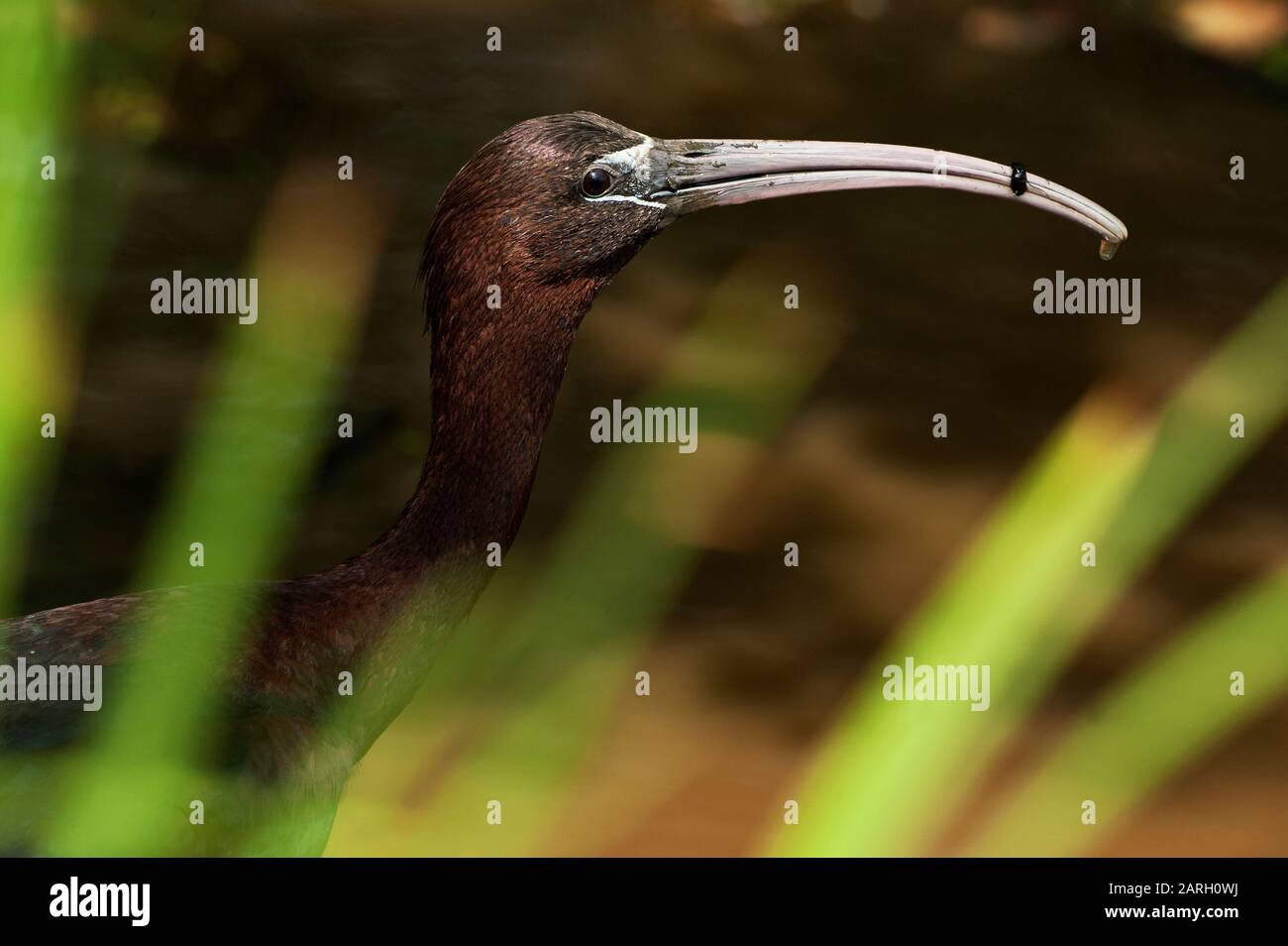Glossy ibis close-up in wetland habitat Stock Photo - Alamy