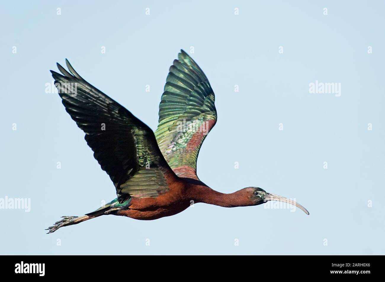 Glossy ibis in flight revealing iridescent wing color Stock Photo - Alamy