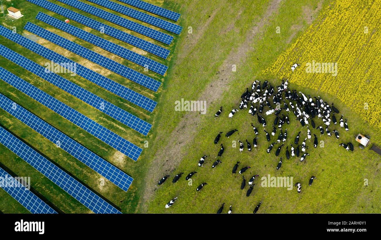 A herd of cows grazing near a solar power plant Stock Photo - Alamy