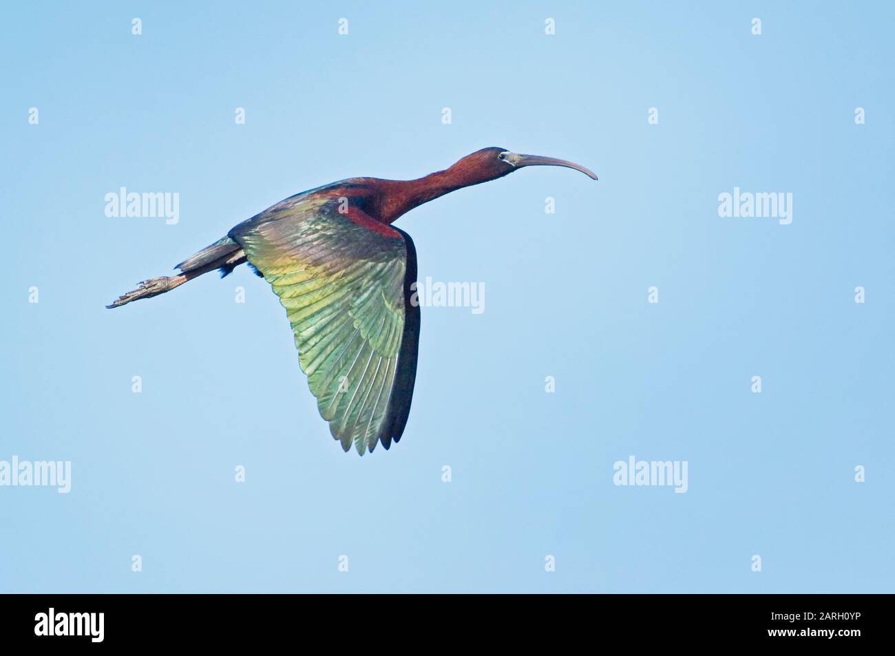 Glossy ibis in flight revealing iridescent wing color Stock Photo - Alamy