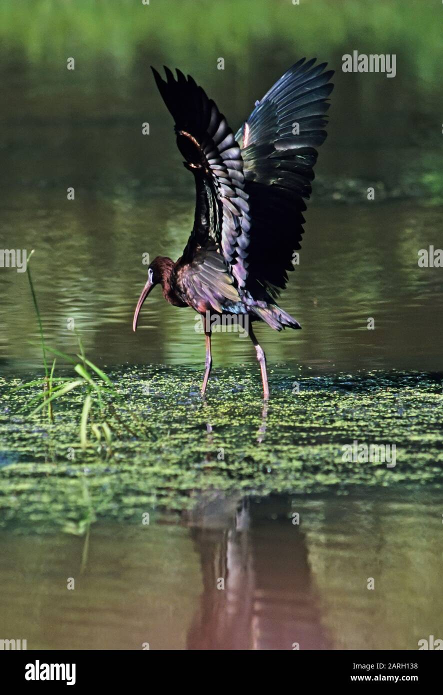 Glossy ibis wing stretch in salt marsh habitat Stock Photo - Alamy