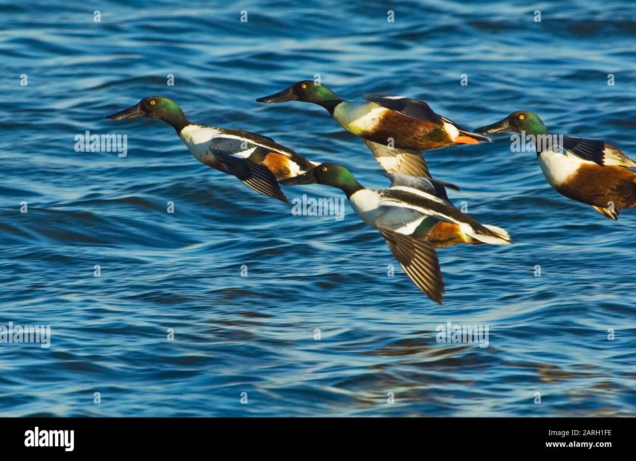 Drake northern shovelers in flight Stock Photo - Alamy