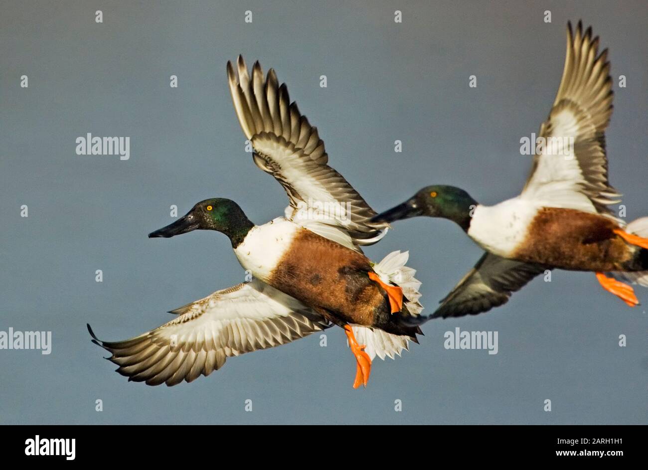 Drake northern shovelers in flight Stock Photo - Alamy