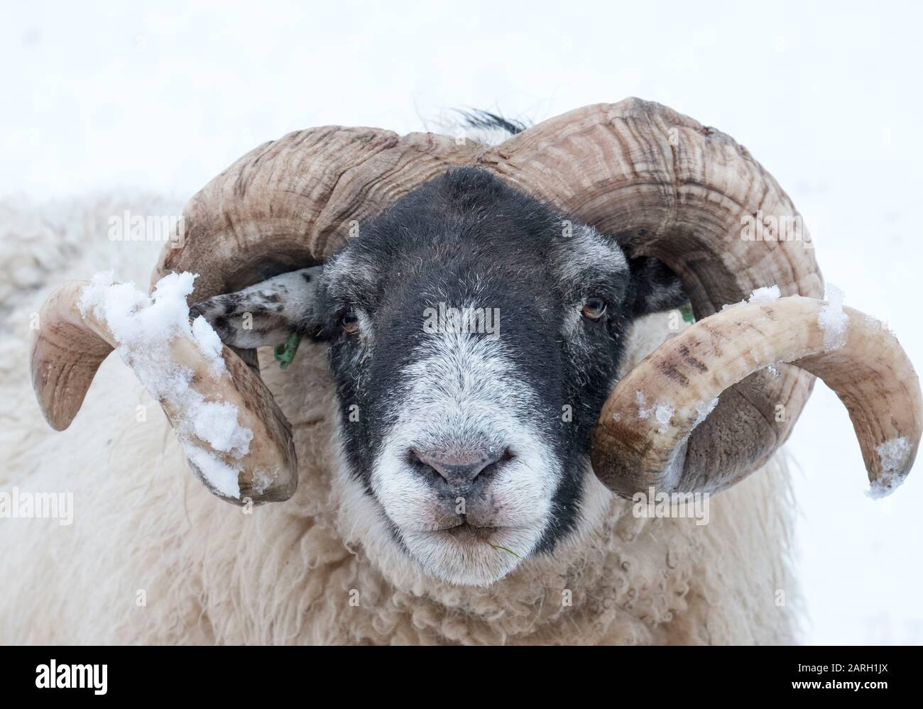 Tarbrax village hi-res stock photography and images - Alamy