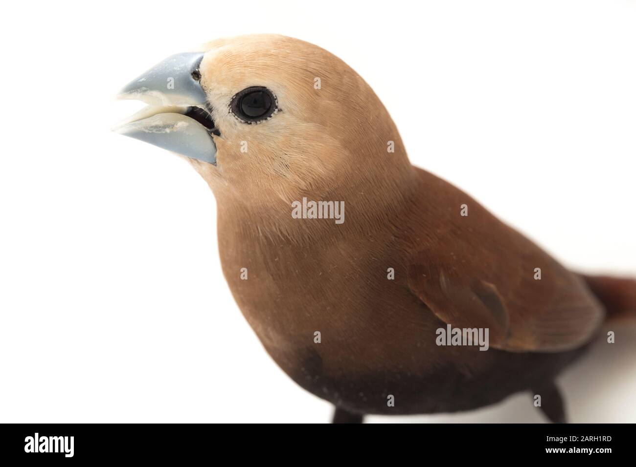 The white-headed munia (Lonchura maja) isolated on white background ...