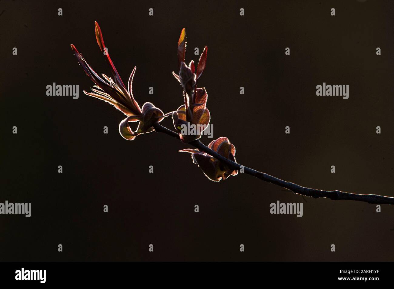 Back-lit leaf blossoms in early spring Stock Photo - Alamy