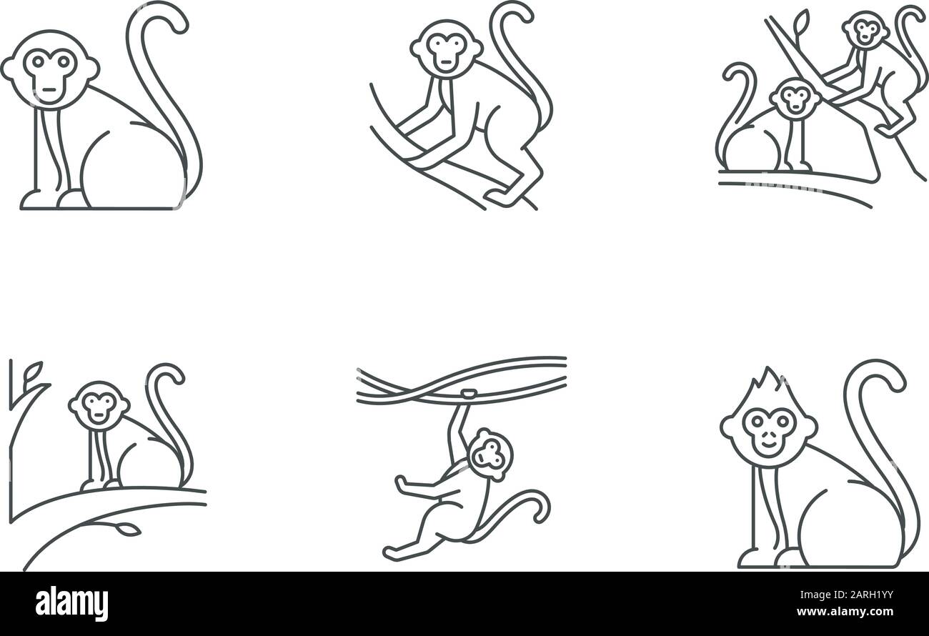 Monkeys in wild linear icons set. Tropical country animal, mammal on ...