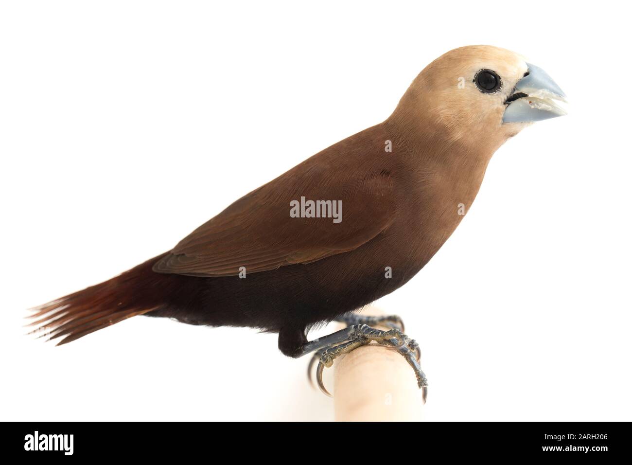 The white-headed munia (Lonchura maja) isolated on white background ...
