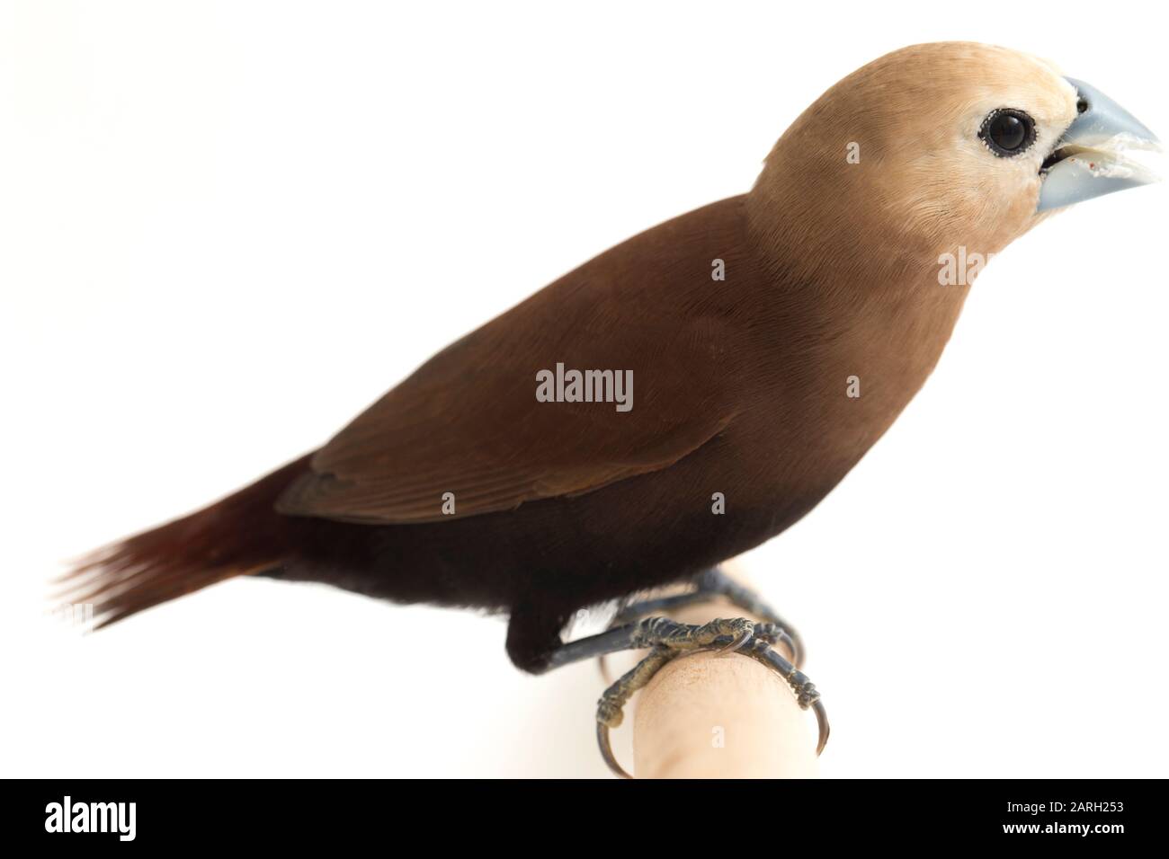 The white-headed munia (Lonchura maja) isolated on white background ...