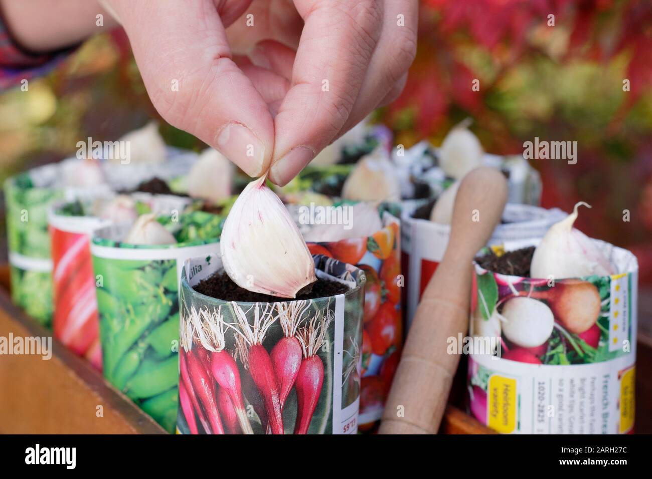 Sowing Allium sativum 'Lautrec Wight' garlic. Placing garlic cloves ...