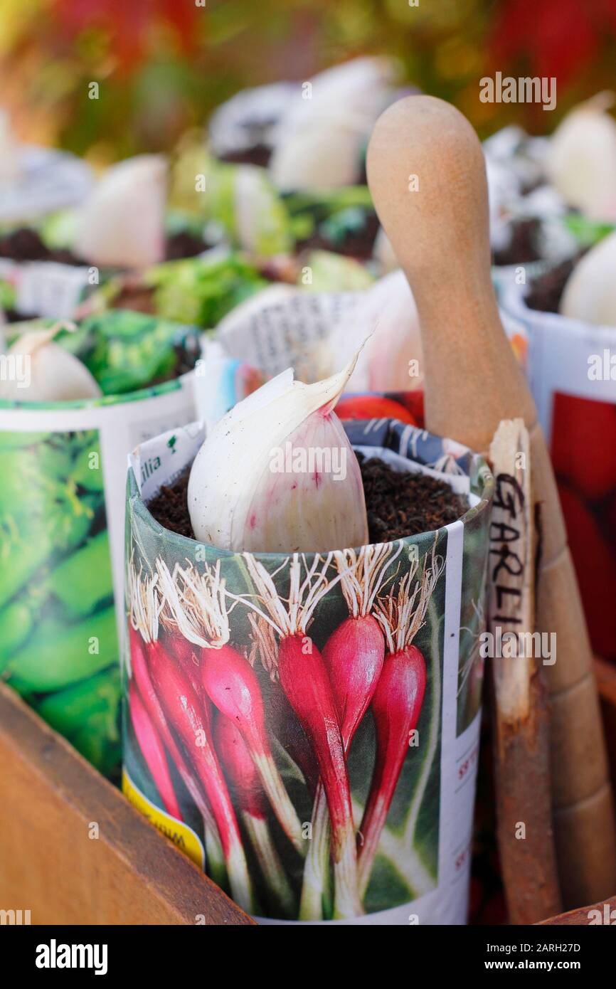 Sowing Allium sativum 'Lautrec Wight' garlic. Garlic cloves ready for ...