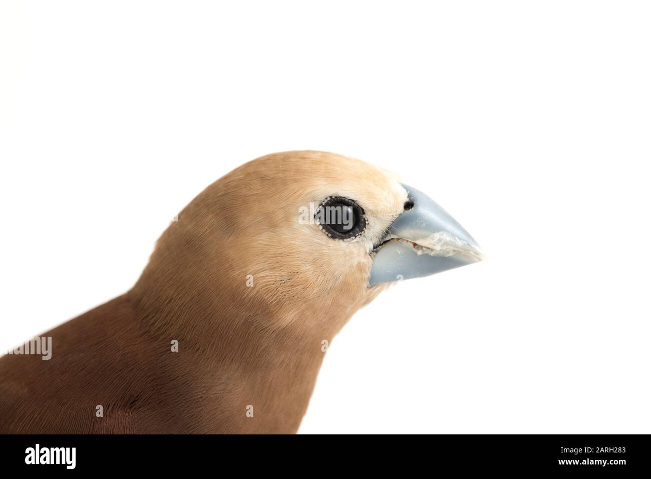 The white-headed munia (Lonchura maja) isolated on white background ...