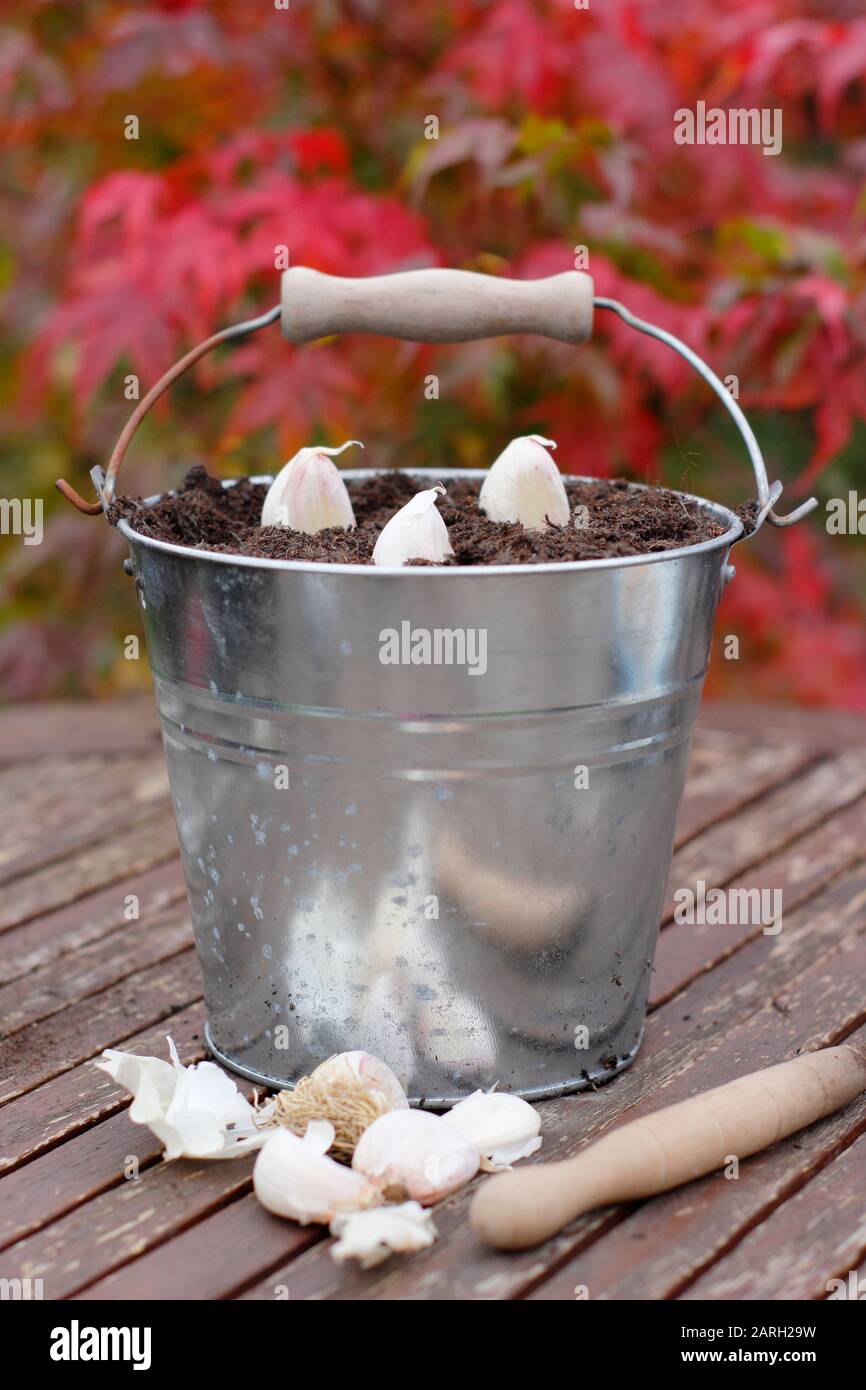 Sowing Allium sativum 'Lautrec Wight'. Garlic cloves arranged ready for ...