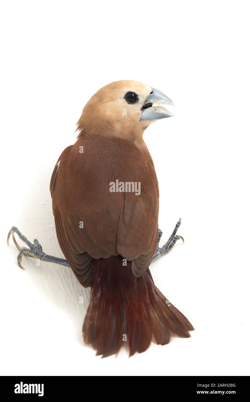 The white-headed munia (Lonchura maja) isolated on white background ...