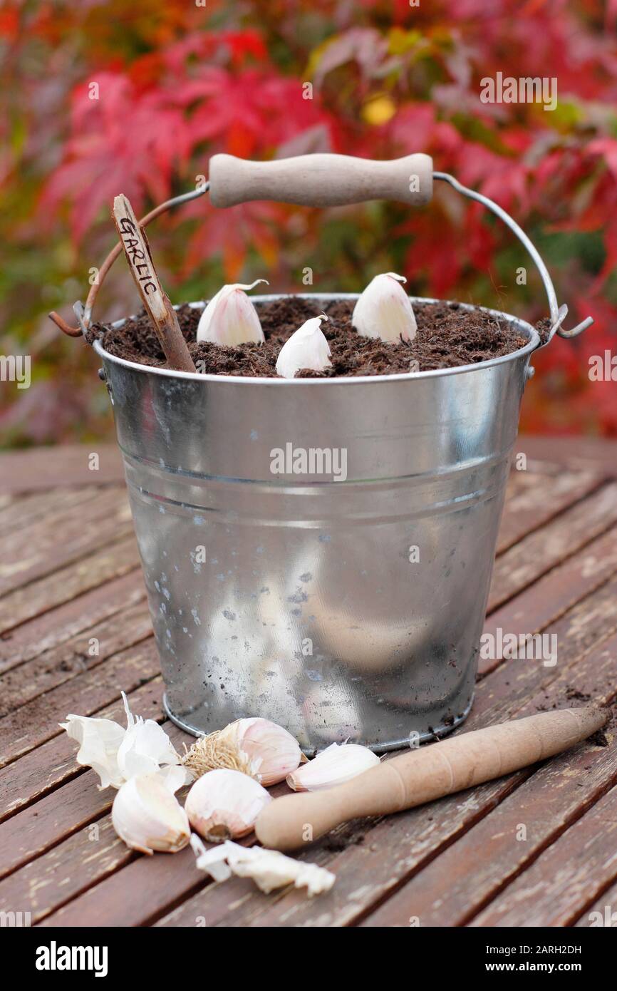 Sowing Allium sativum var. ophioscorodon 'Lautrec Wight'. Garlic cloves ...