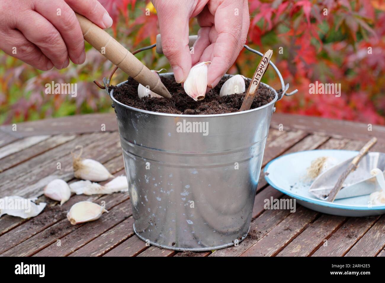 Allium sativum var. ophioscorodon 'Lautrec Wight'. Sowing three garlic ...