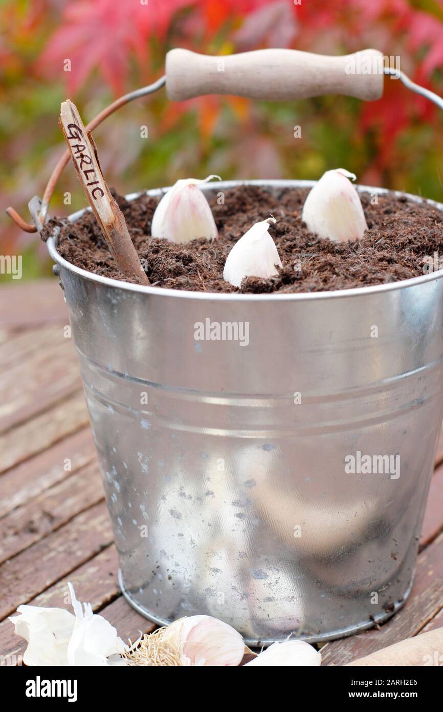 Sowing Allium sativum var. ophioscorodon 'Lautrec Wight'. Garlic cloves ...