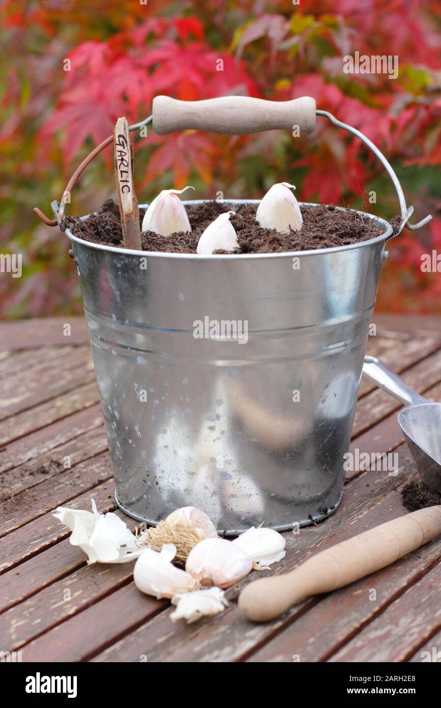 Sowing Allium sativum var. ophioscorodon 'Lautrec Wight'. Garlic cloves ...